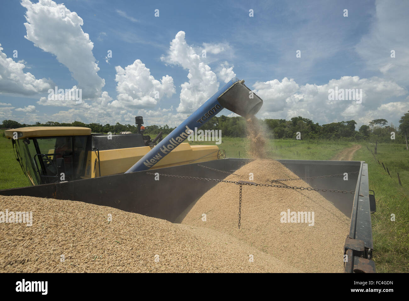 Harvesting rice hi-res stock photography and images - Alamy