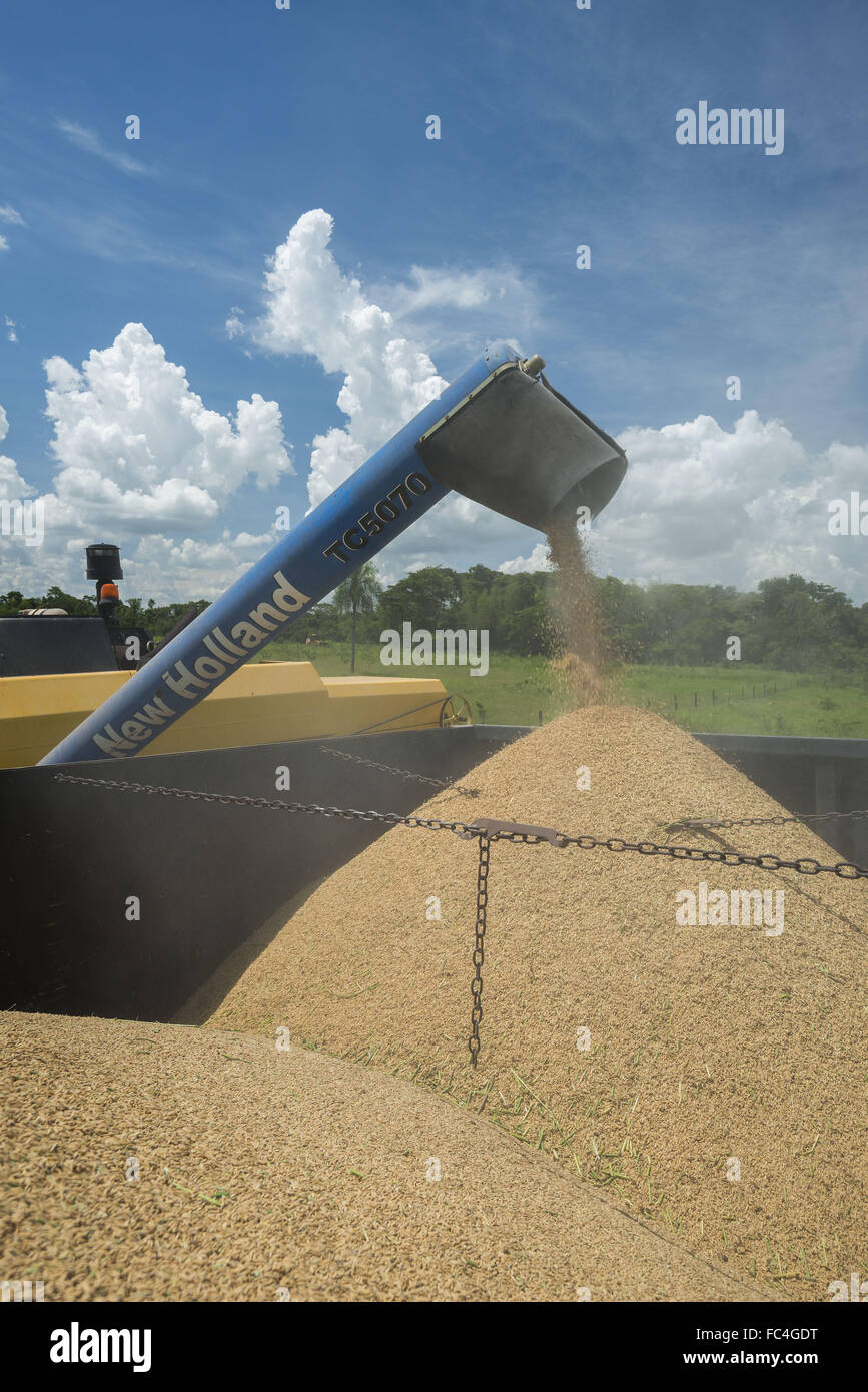 Harvesting rice hi-res stock photography and images - Alamy