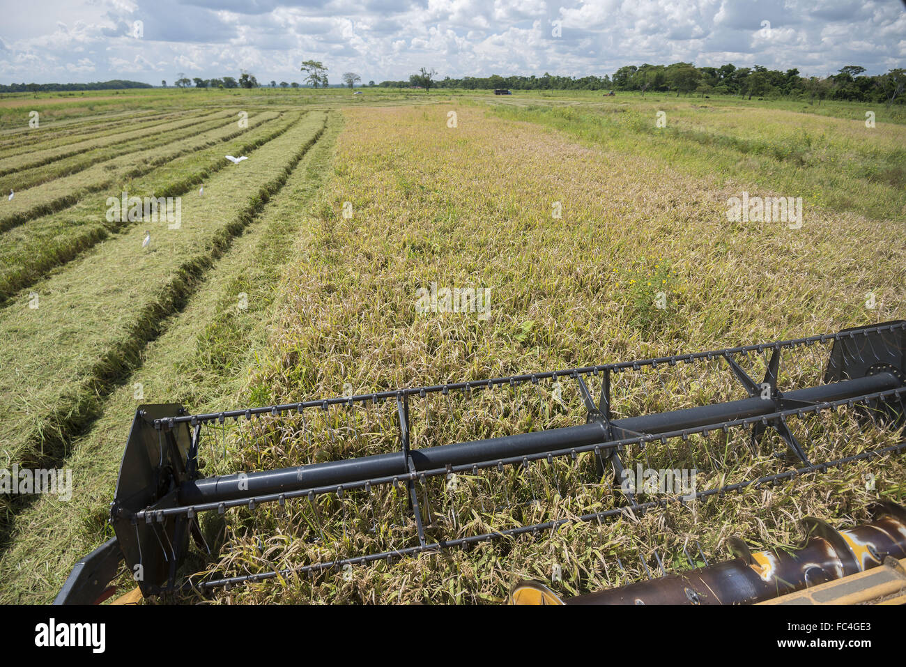 Harvesting rice hi-res stock photography and images - Alamy