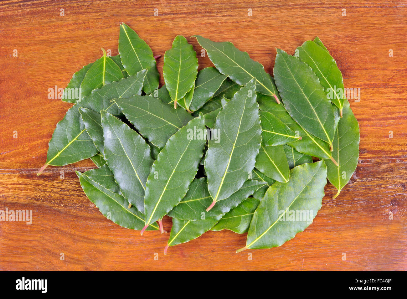Bay laurel tree hi-res stock photography and images - Alamy