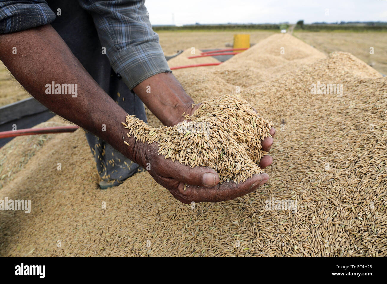 Harvesting rice by hand hi-res stock photography and images - Alamy