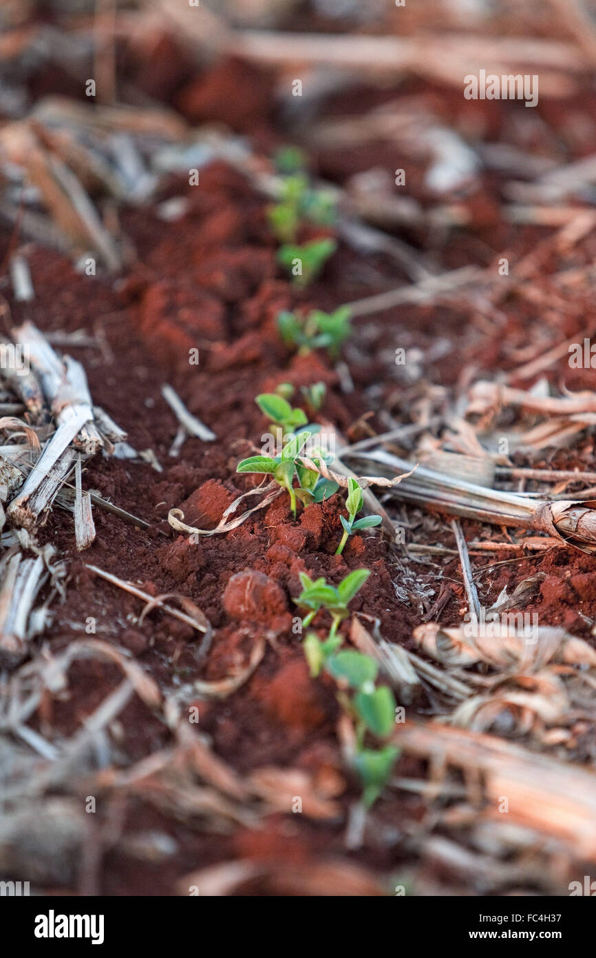 Soybean Seedling Stock Photos & Soybean Seedling Stock Images - Alamy