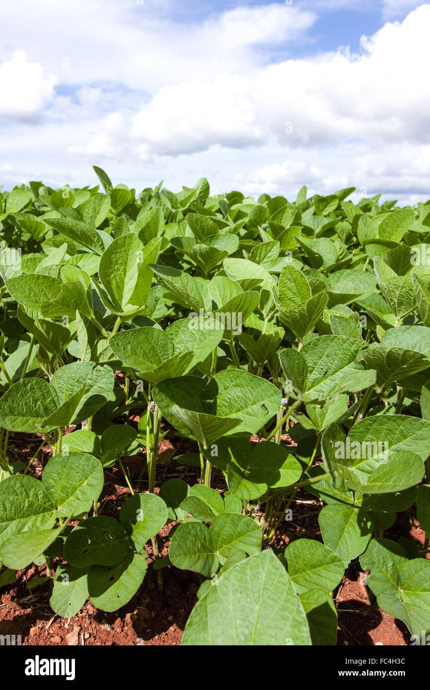 Soy plantation in the countryside Stock Photo - Alamy