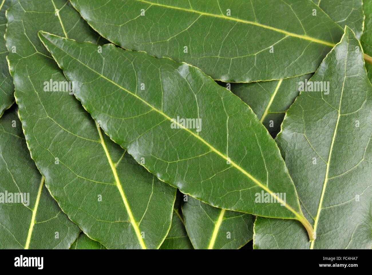 Fresh picked Bay leaves, from the Laurus Nobilis or Bay Laurel tree ...