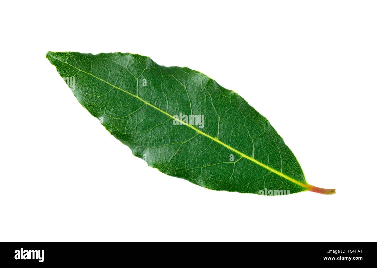Laurel leaf background hi-res stock photography and images - Alamy