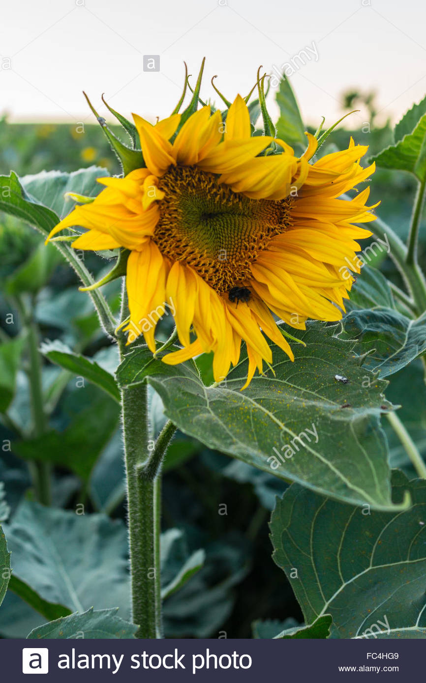 Deformed Stock Photos & Deformed Stock Images - Alamy