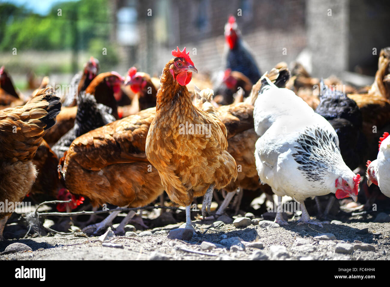 Chickens on traditional free range poultry farm Stock Photo - Alamy
