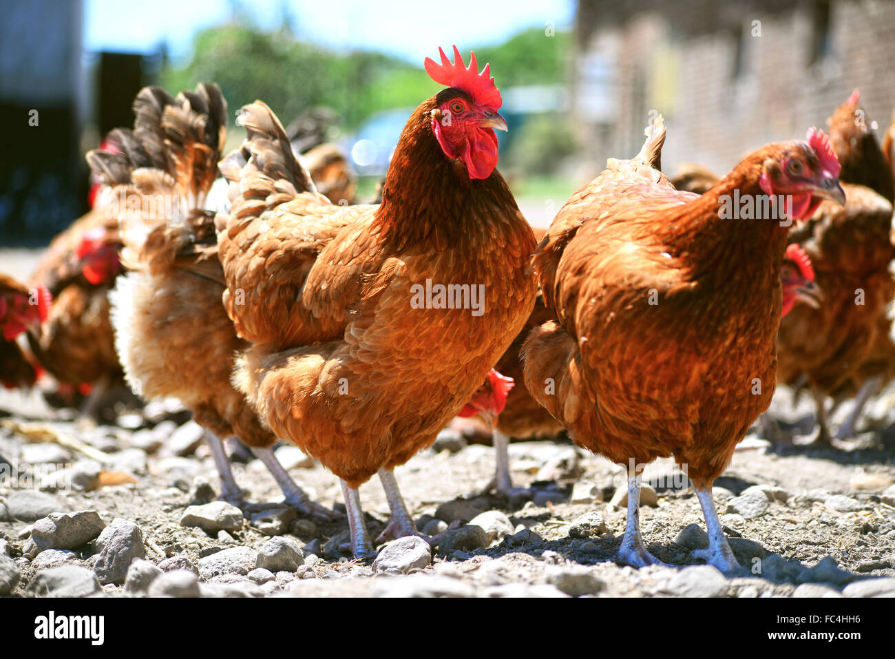 Chickens on traditional free range poultry farm Stock Photo - Alamy