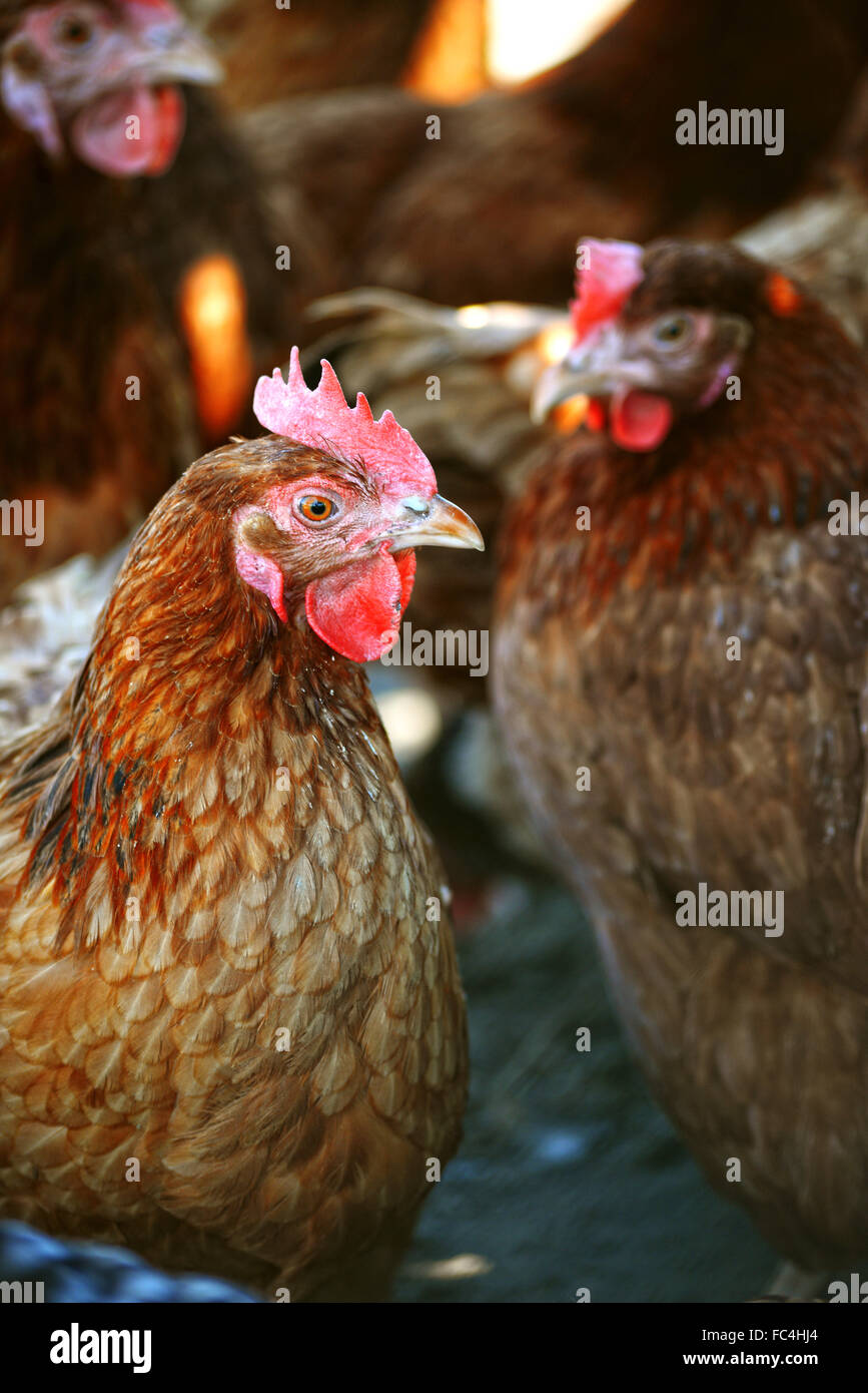 Chickens on traditional free range poultry farm Stock Photo - Alamy