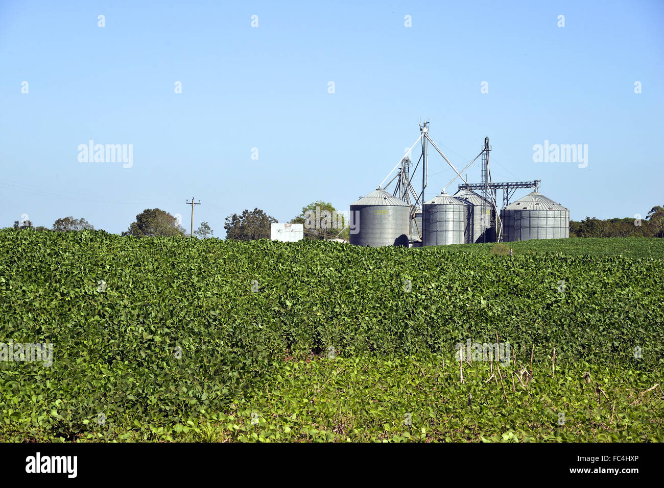 Plantação de soja com silos ao fundo na zona rural Stock Photo - Alamy