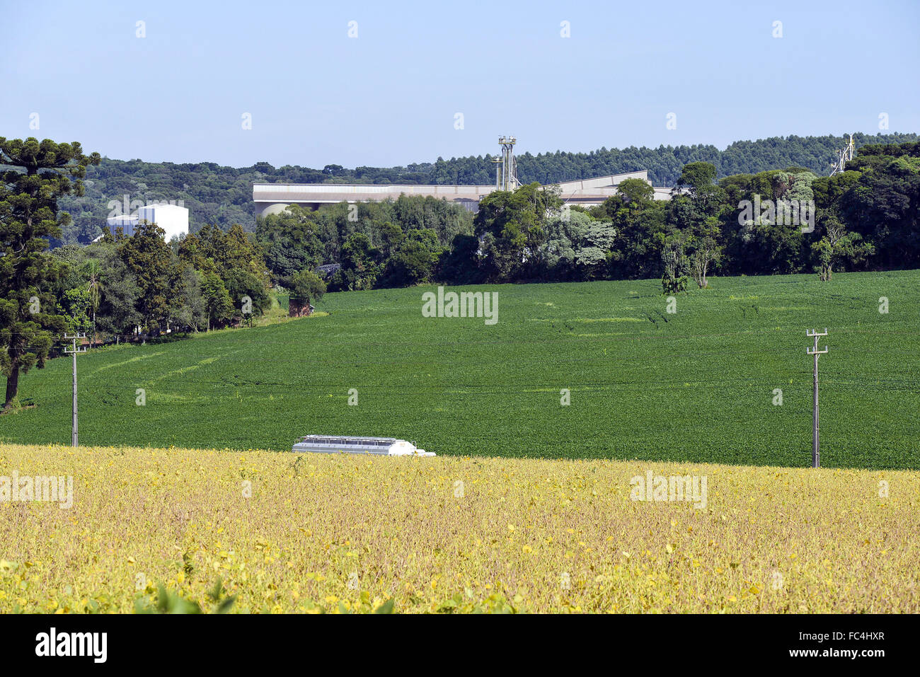 Plantação de soja - silos ao fundo Stock Photo - Alamy
