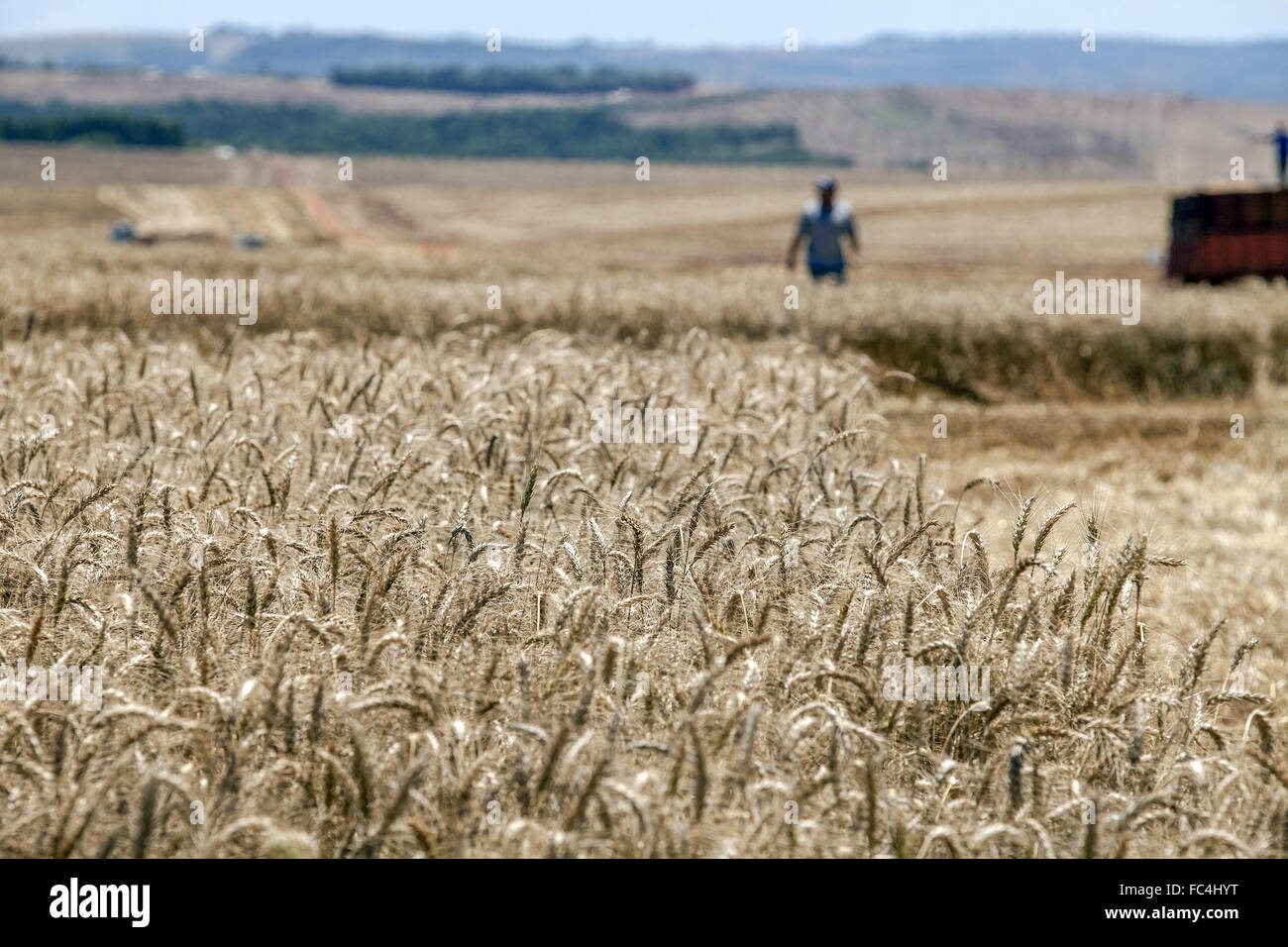 Wheat plantation hi-res stock photography and images - Alamy