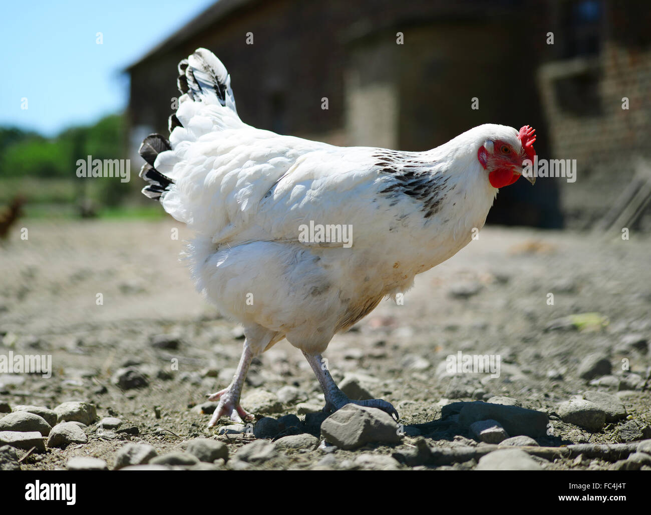 Chickens on traditional free range poultry farm Stock Photo - Alamy