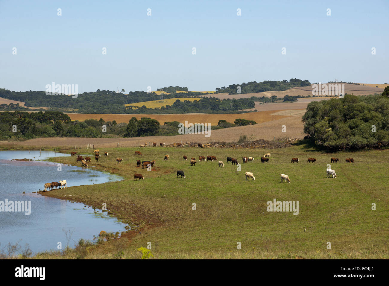 Farm creation of crossbred cattle in rural Capao Beautiful South Stock ...