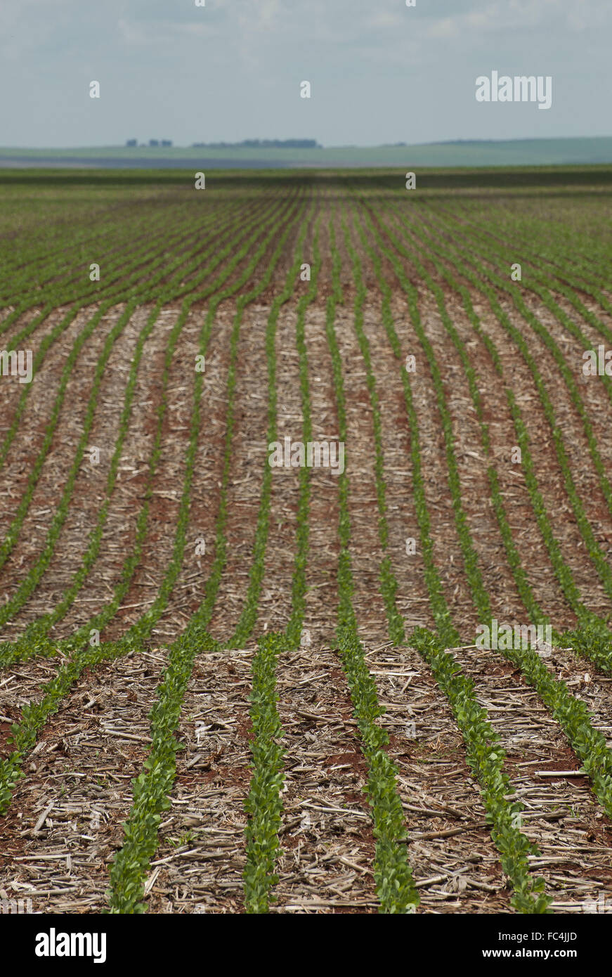 Soy plantation in a rural area of Rondonopolis Stock Photo - Alamy