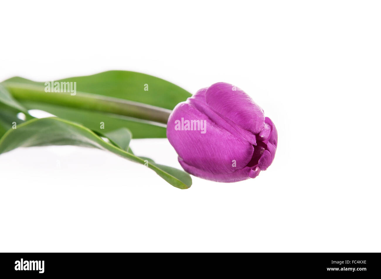 Magenta tulip isolated on white background Stock Photo - Alamy