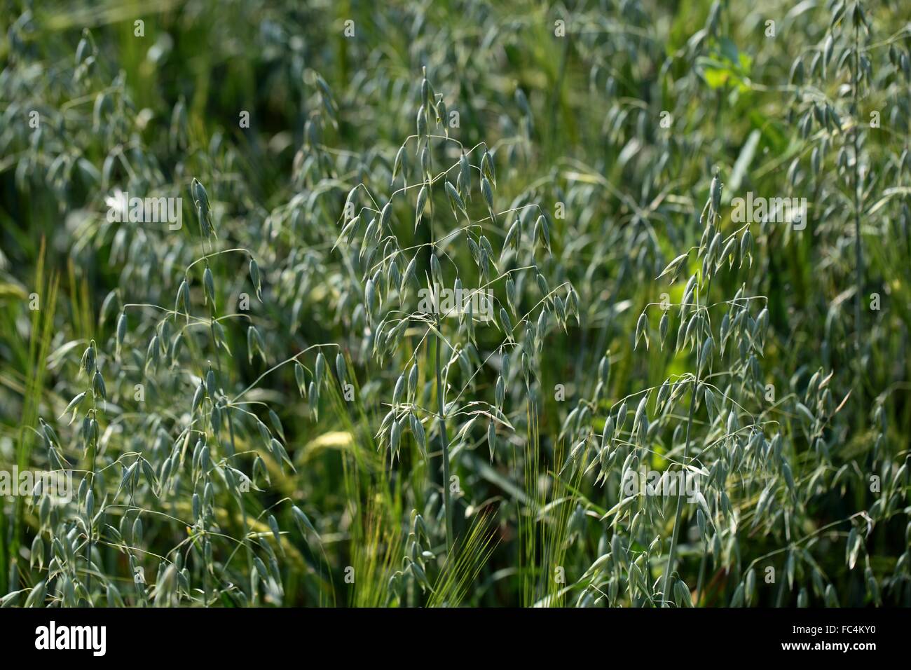 Oat grains farm hi-res stock photography and images - Alamy