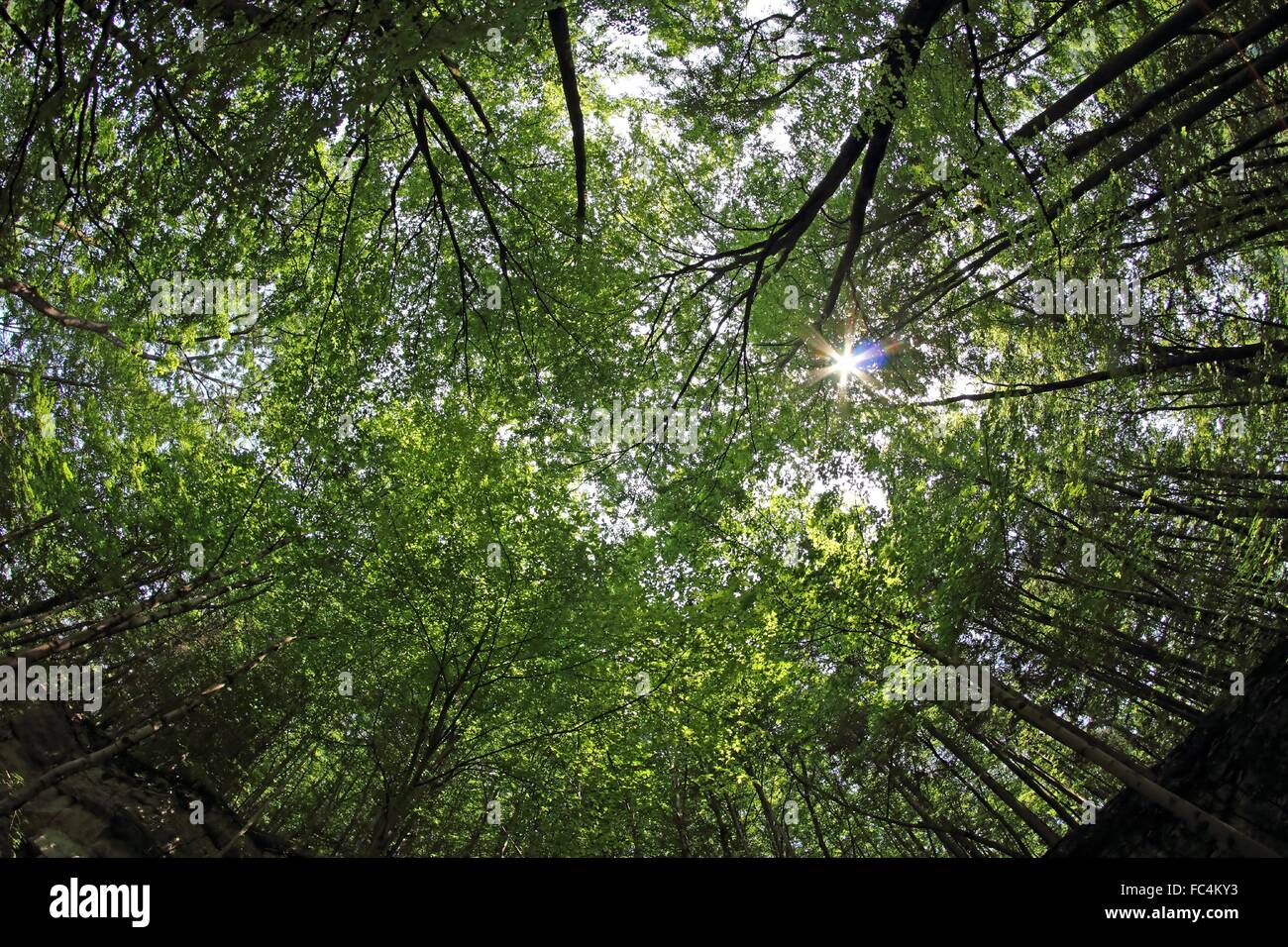 Inside forest hi-res stock photography and images - Alamy