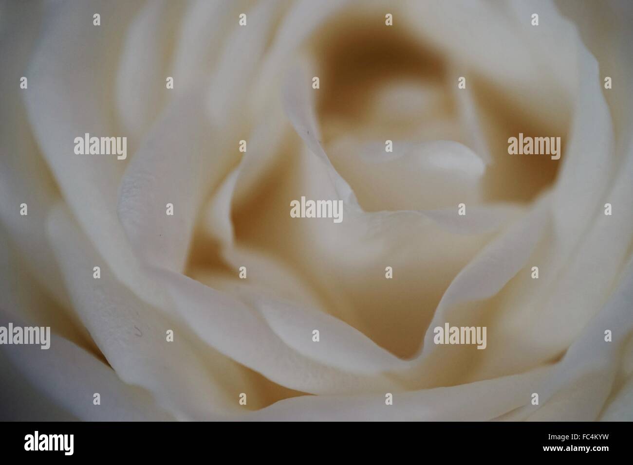 Macro close up white rose book cover Stock Photo - Alamy