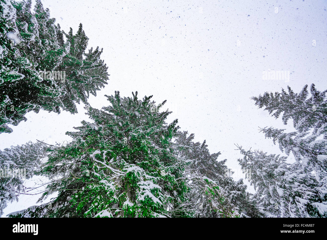 The bottom view on snow-covered tree Stock Photo - Alamy