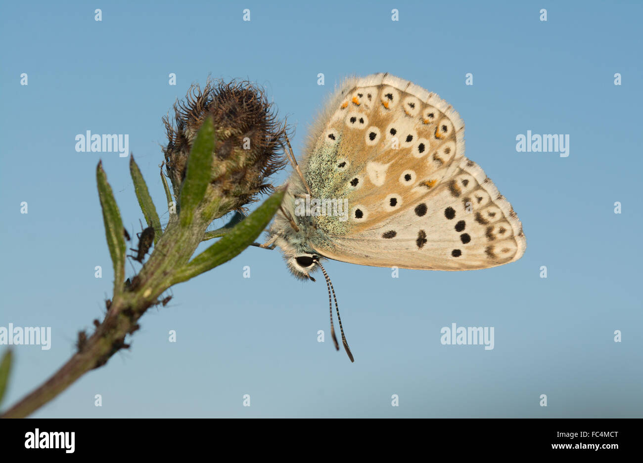 Chalk hill blue butterfly hi-res stock photography and images - Alamy