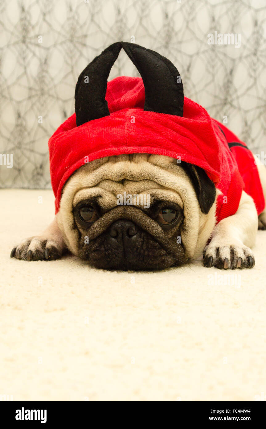 Devil dog hi-res stock photography and images - Alamy