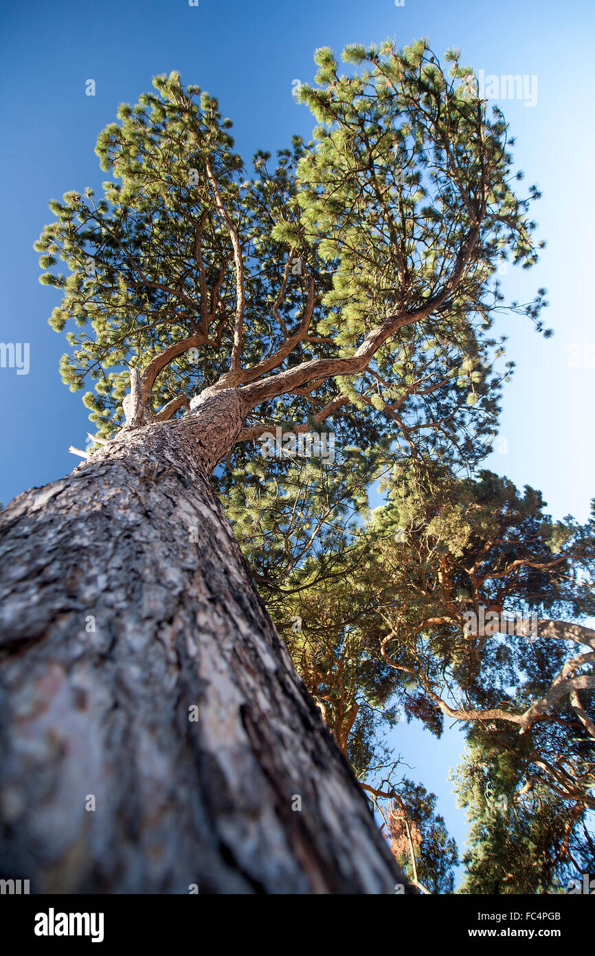 Tree looking up hi-res stock photography and images - Alamy