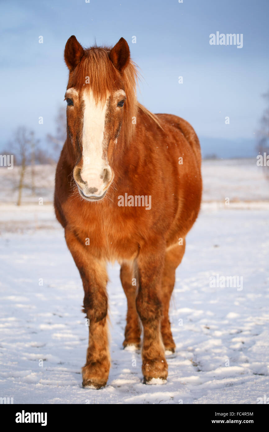 Winter horse hi-res stock photography and images - Alamy