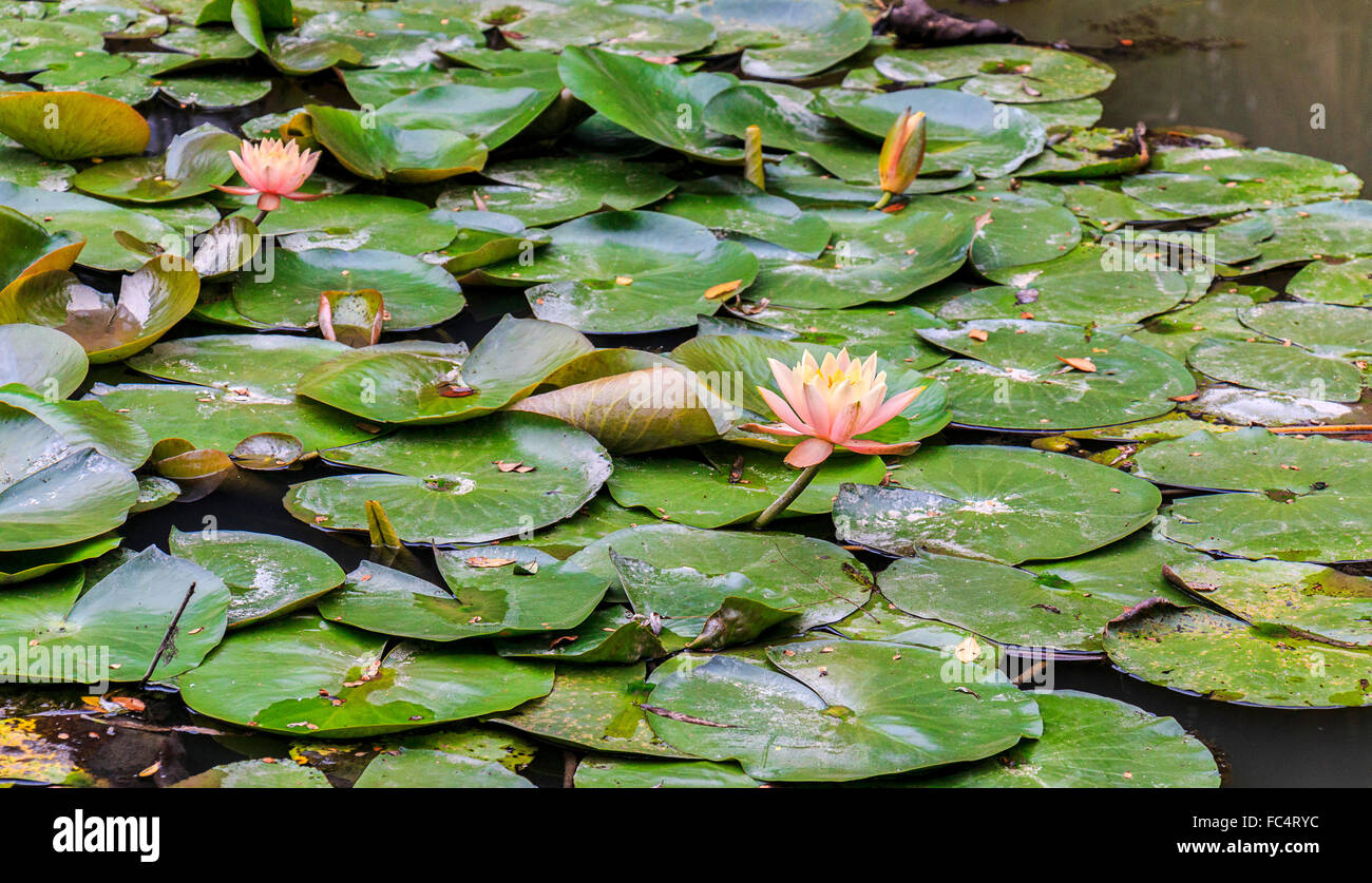 Lotus flower hindu hi-res stock photography and images - Alamy
