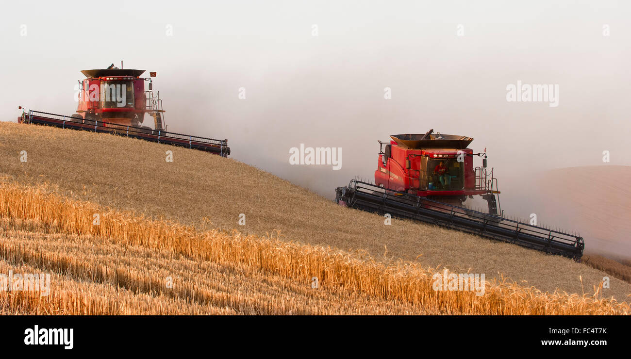 Multiple Case combines harvesting wheat on the hills of the Palouse ...