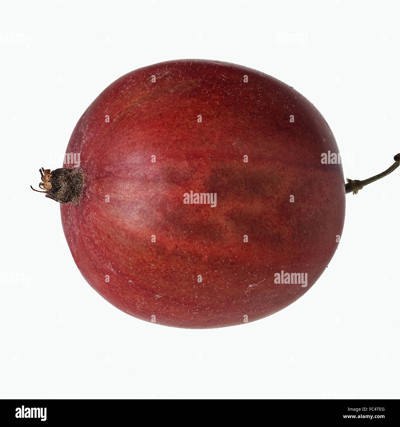 A Gooseberry, Cut-out Stock Photo - Alamy