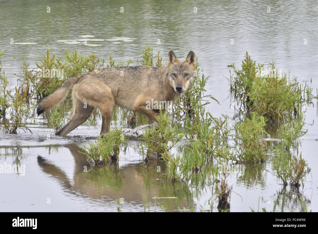 Europaeischer Grauwolf High Resolution Stock Photography and Images - Alamy