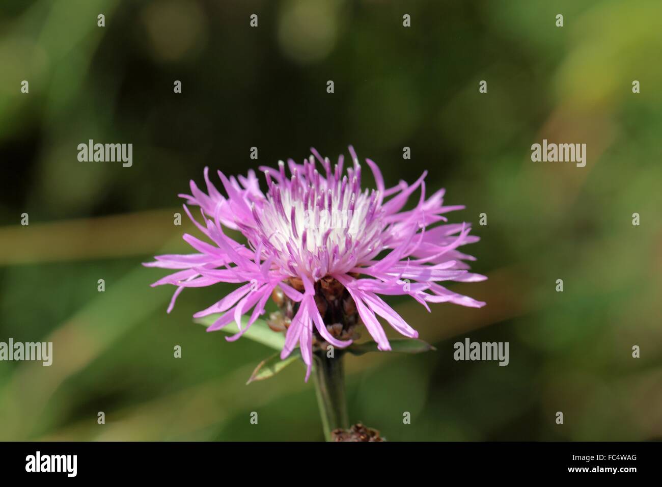 Spring knapweed hi-res stock photography and images - Alamy