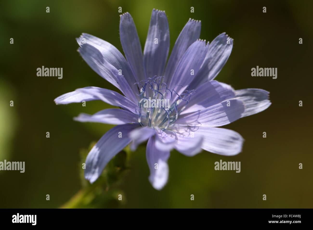 Common chicory plants hi-res stock photography and images - Alamy