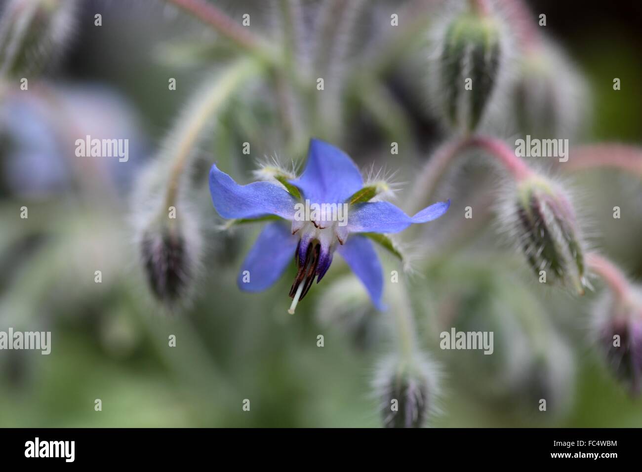 Spring startflower hi-res stock photography and images - Alamy