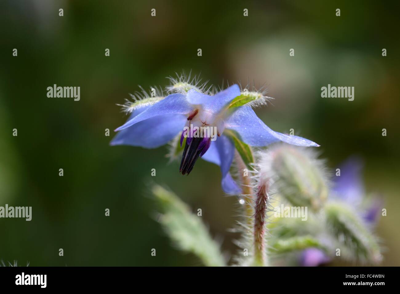 Spring startflower hi-res stock photography and images - Alamy