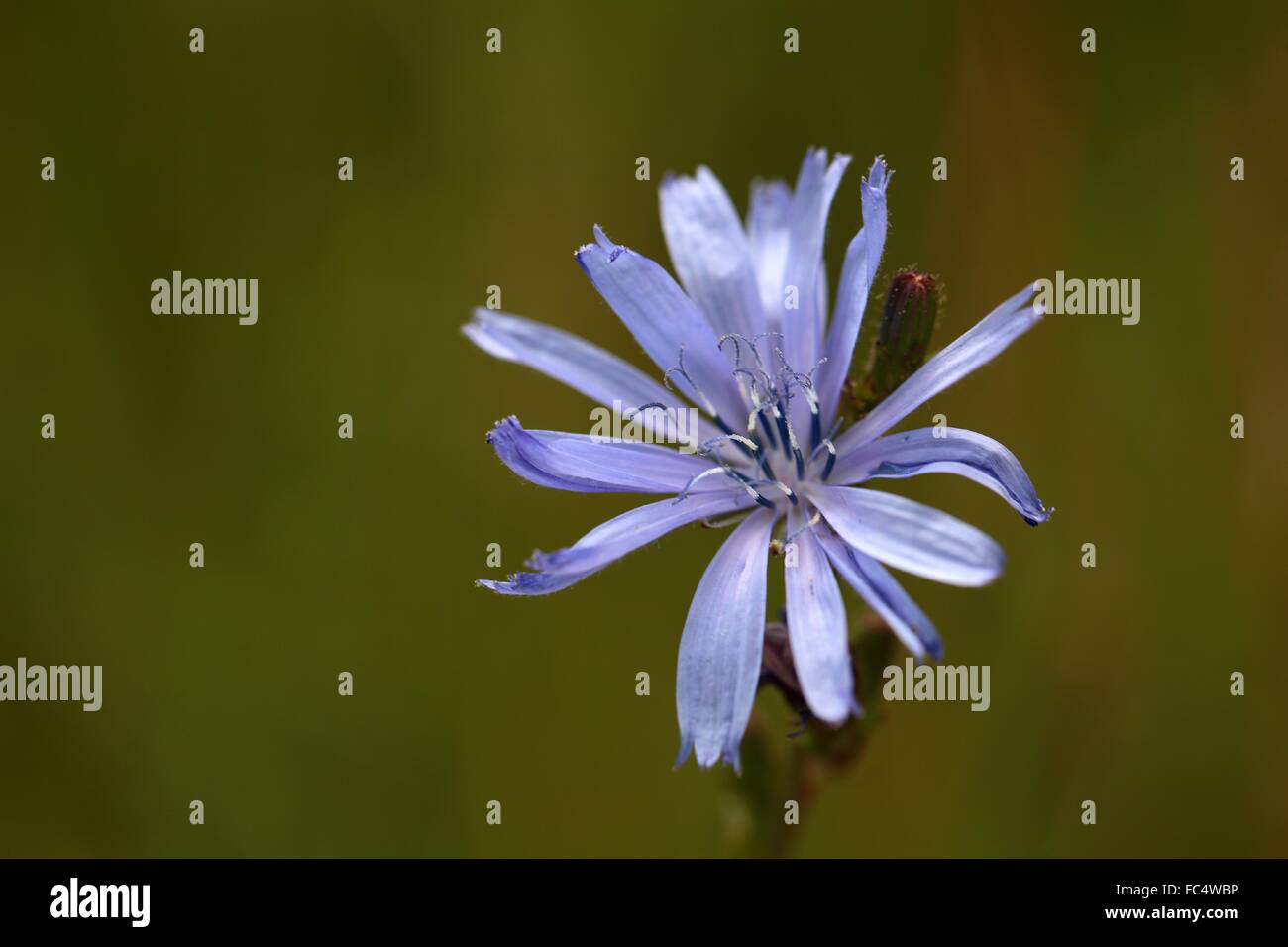 Common chicory plants hi-res stock photography and images - Alamy