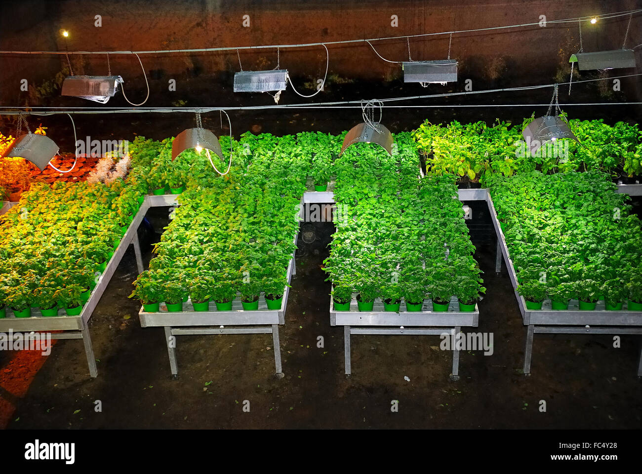 Naples underground. Experimental crops in the underground caves Stock ...