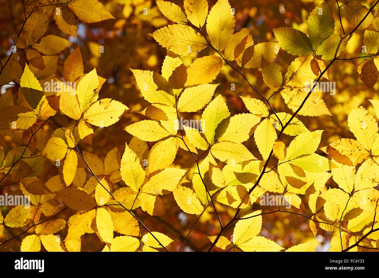 Autumn yellow leaves background Stock Photo - Alamy