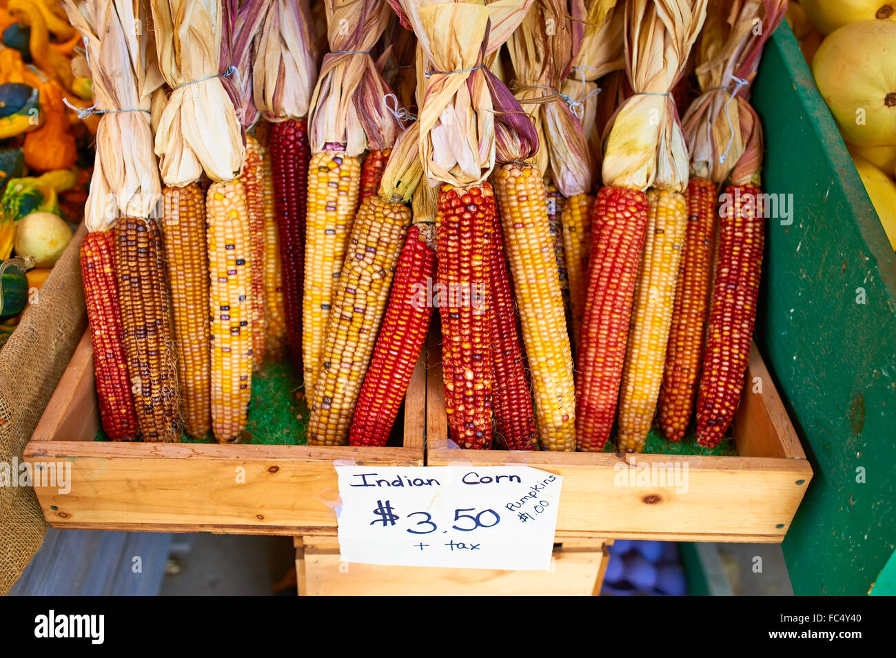 Bunches of indian corn Stock Photo - Alamy