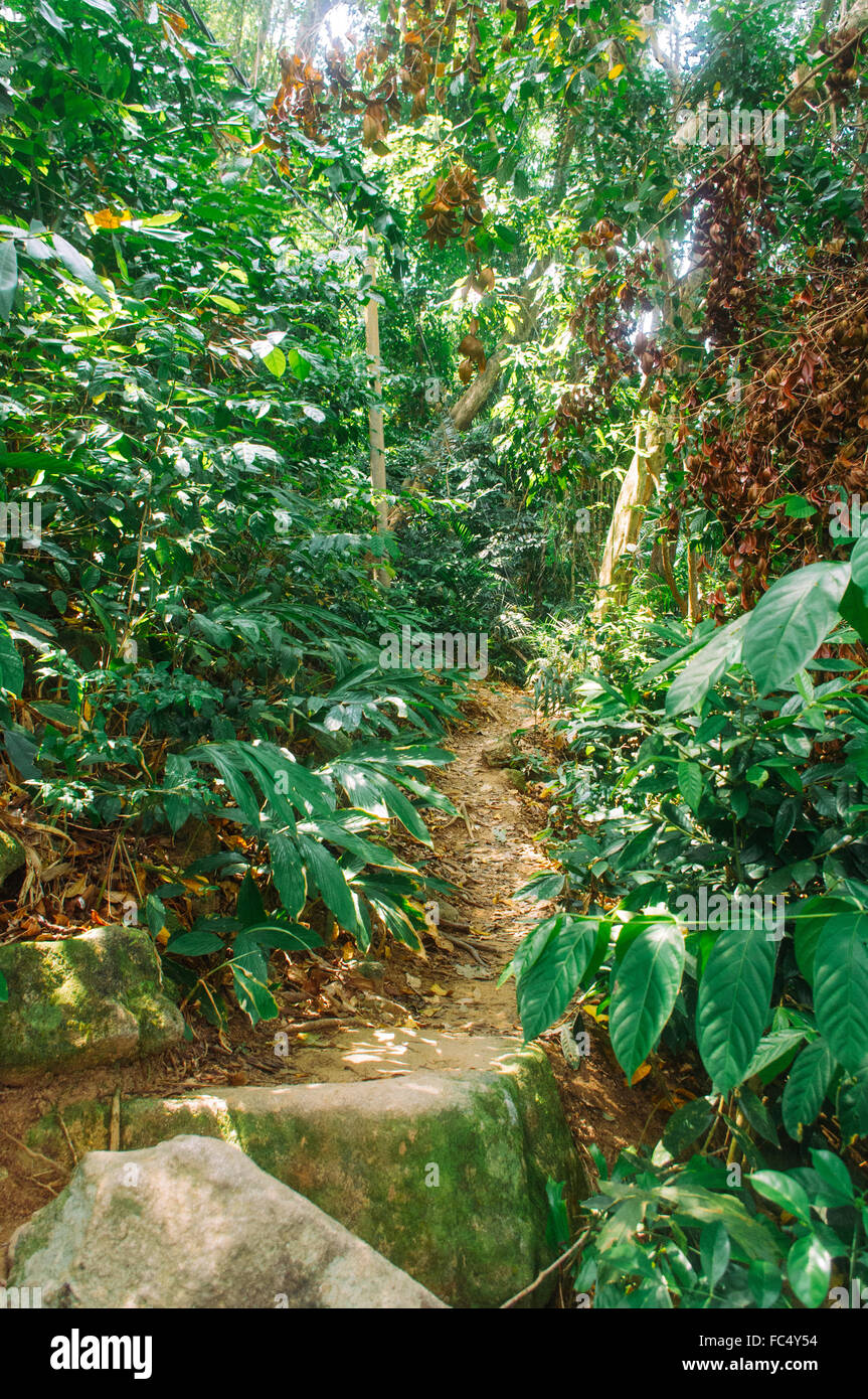 rainforest in malasysia Stock Photo - Alamy