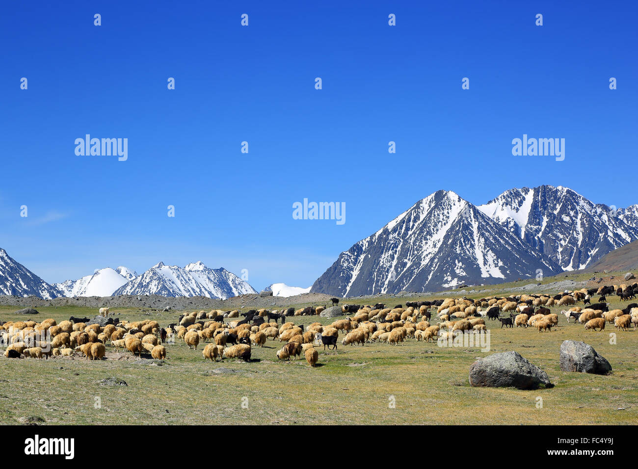 Altay sheep hi-res stock photography and images - Alamy