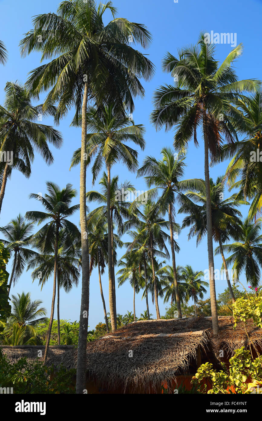 Coconut leaf roof hi-res stock photography and images - Alamy