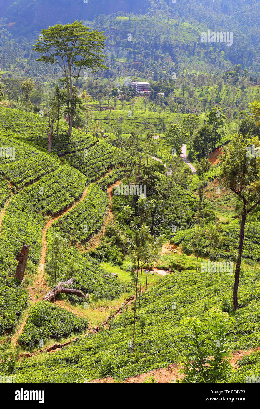tea plantation in Sri Lanka Stock Photo - Alamy