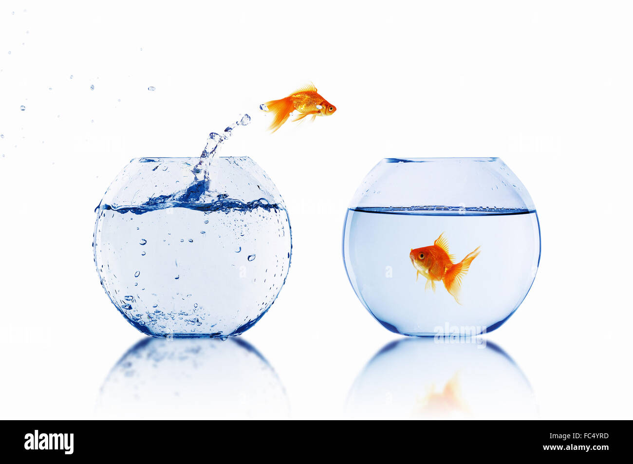 Gold fish jumping out of fish bowl hi-res stock photography and images ...