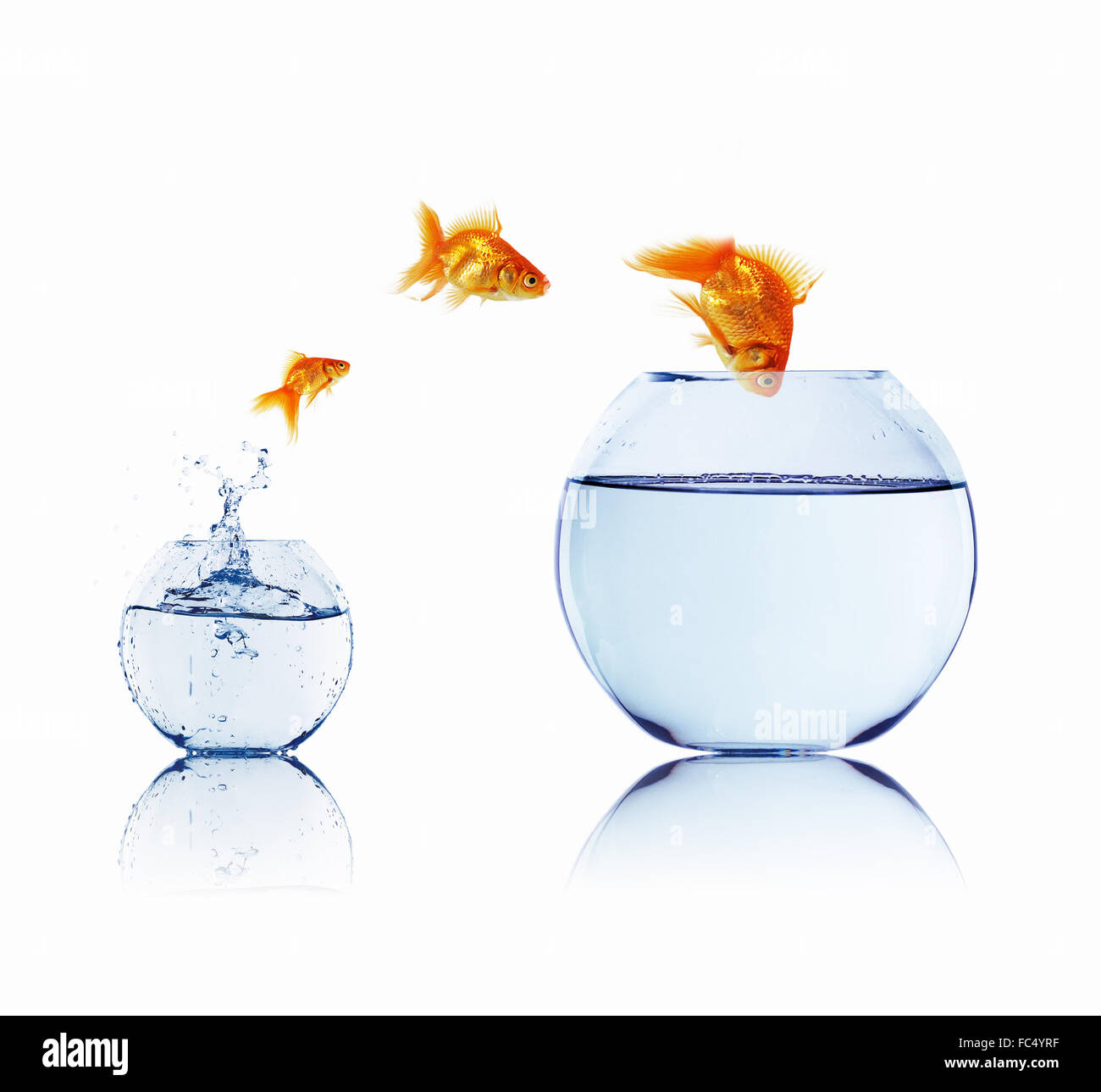gold fish jumping out of water in fishbowl Stock Photo - Alamy