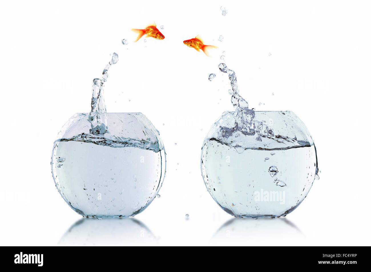 Gold Fish Jumping Out Of Water at Danyelle Welch blog