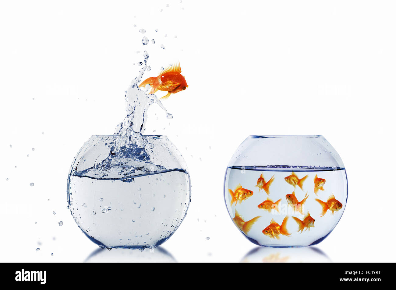 Gold fish jumping out of fish bowl Cut Out Stock Images & Pictures - Alamy