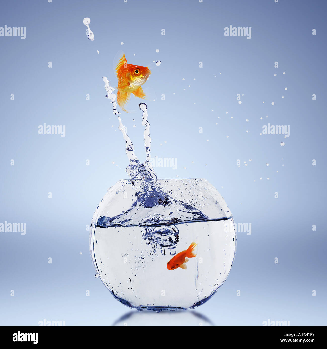 Gold Fish Jumping Out Of Water at Danyelle Welch blog
