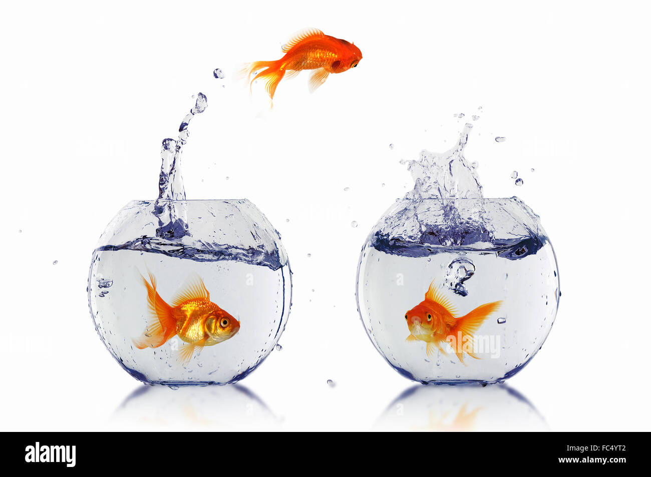 gold fish jumping out of water in fishbowl Stock Photo - Alamy